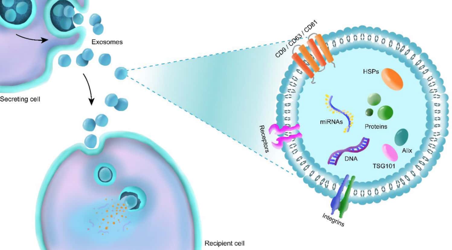 Regeneración capilar con exosomas | Just One by Dra. Morante I Clínica ...